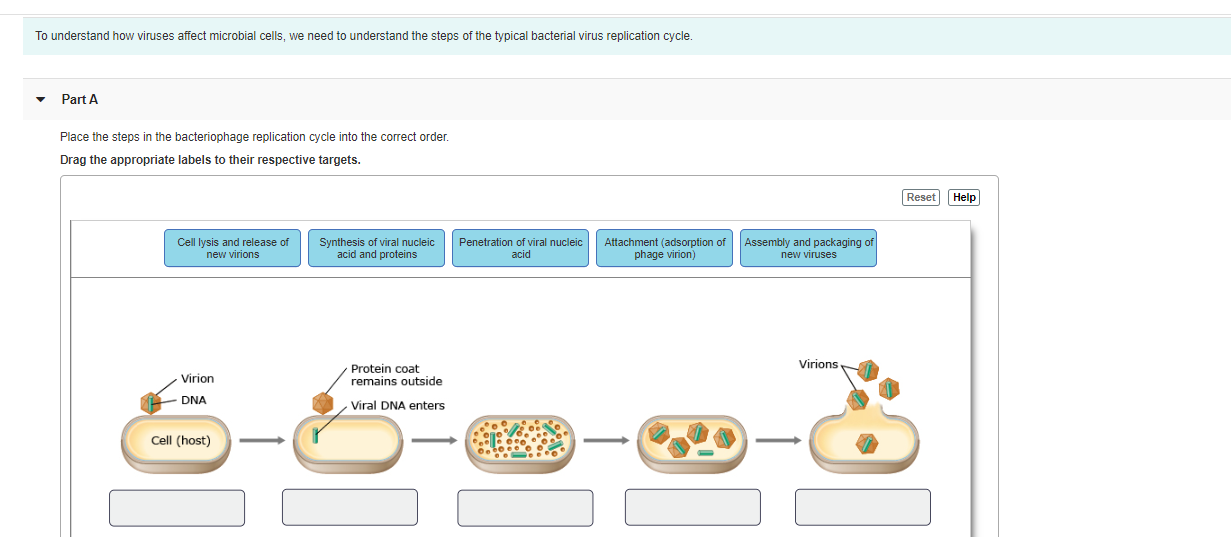 Solved To understand how viruses affect microbial cells, we | Chegg.com