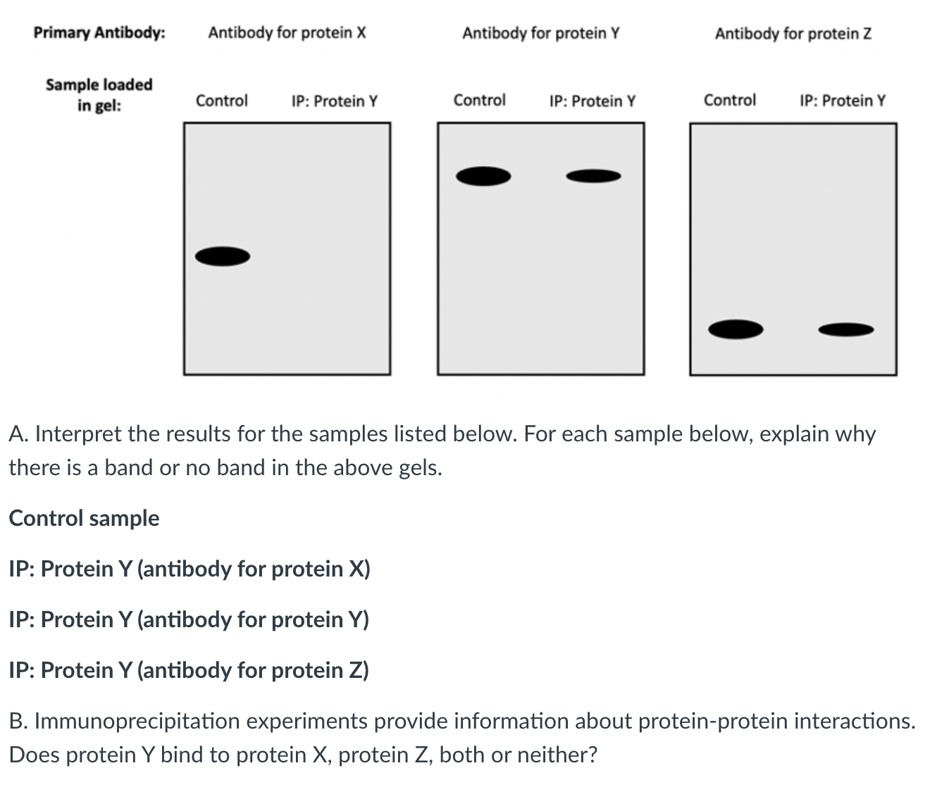 Solved Sample loadedin gel:Control IP: Protein YA. | Chegg.com