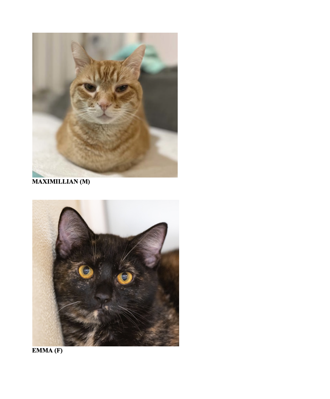 CAT COAT GENETICS FILE 4 (F) = FEMALE ∣(M)= MALEGAYLE | Chegg.com