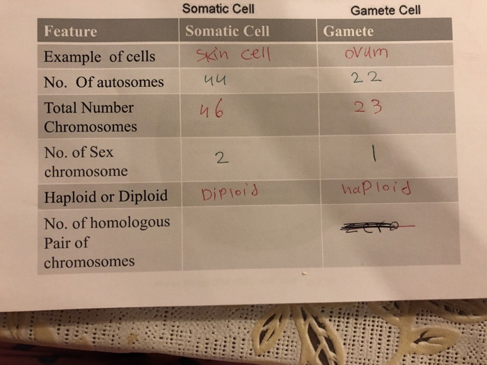 Solved Somatic Cell Gamete Cell Feature Somatic Cell Gamete | Chegg.com