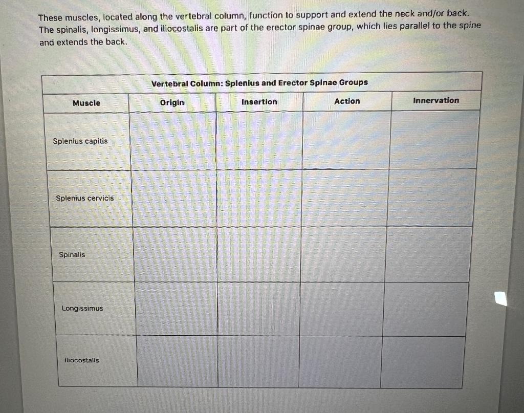 Solved These muscles, located along the vertebral column, | Chegg.com