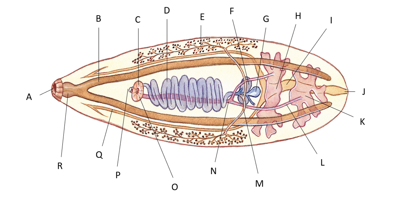 Solved The figure below shows a flatworm. Enter species | Chegg.com
