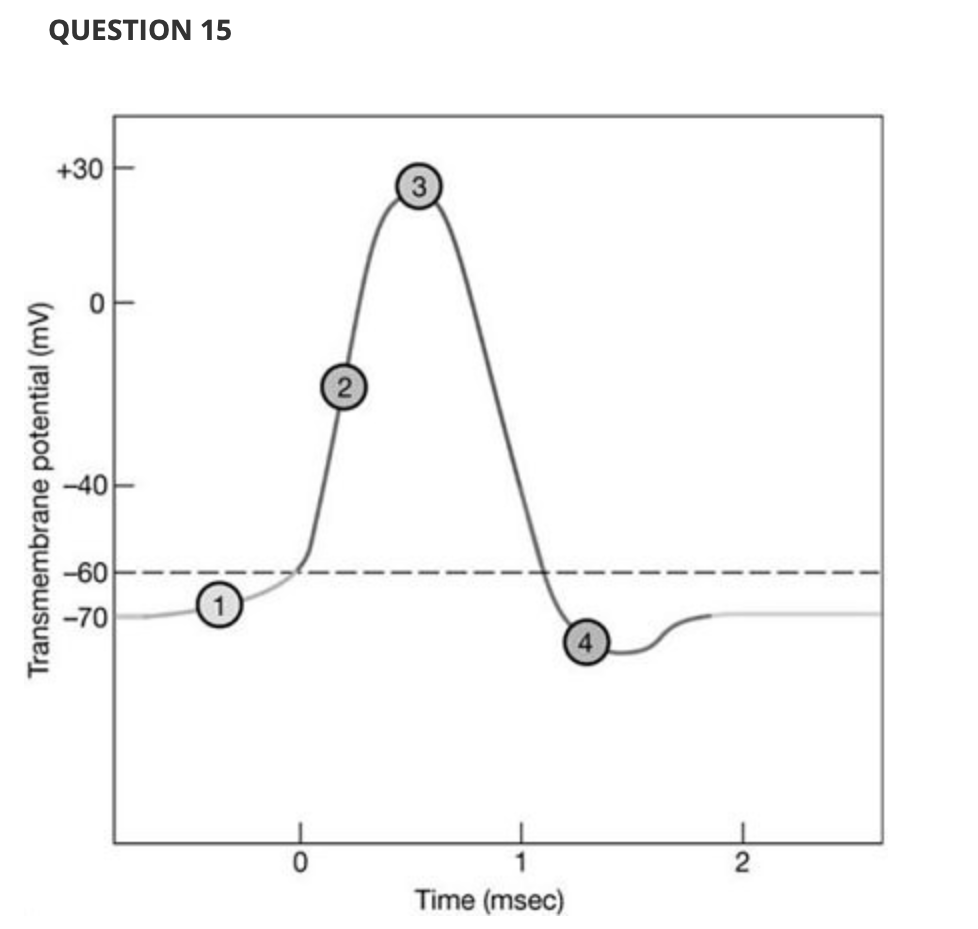 Solved Figure 12-2 ﻿The Nerve Action PotentialUse Figure | Chegg.com