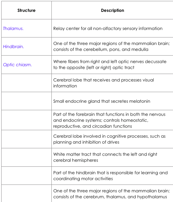 Solved Structure Description Thalamus. Relay center for all | Chegg.com