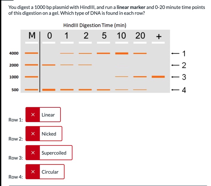Solved You digest a 1000 bp plasmid with HindIII, and run a | Chegg.com