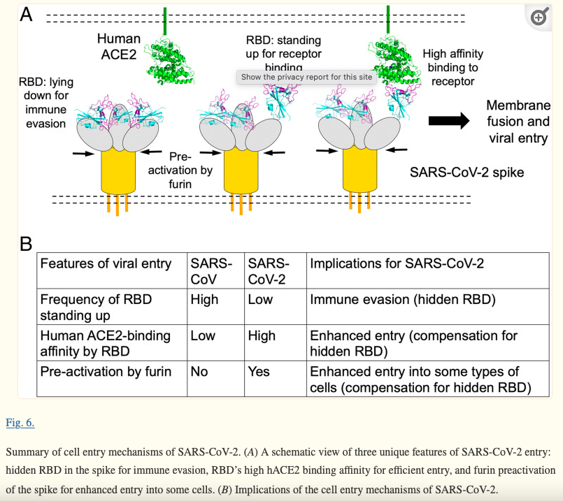 Solved 1. How does furin relate to the spike protein? (Hint: | Chegg.com