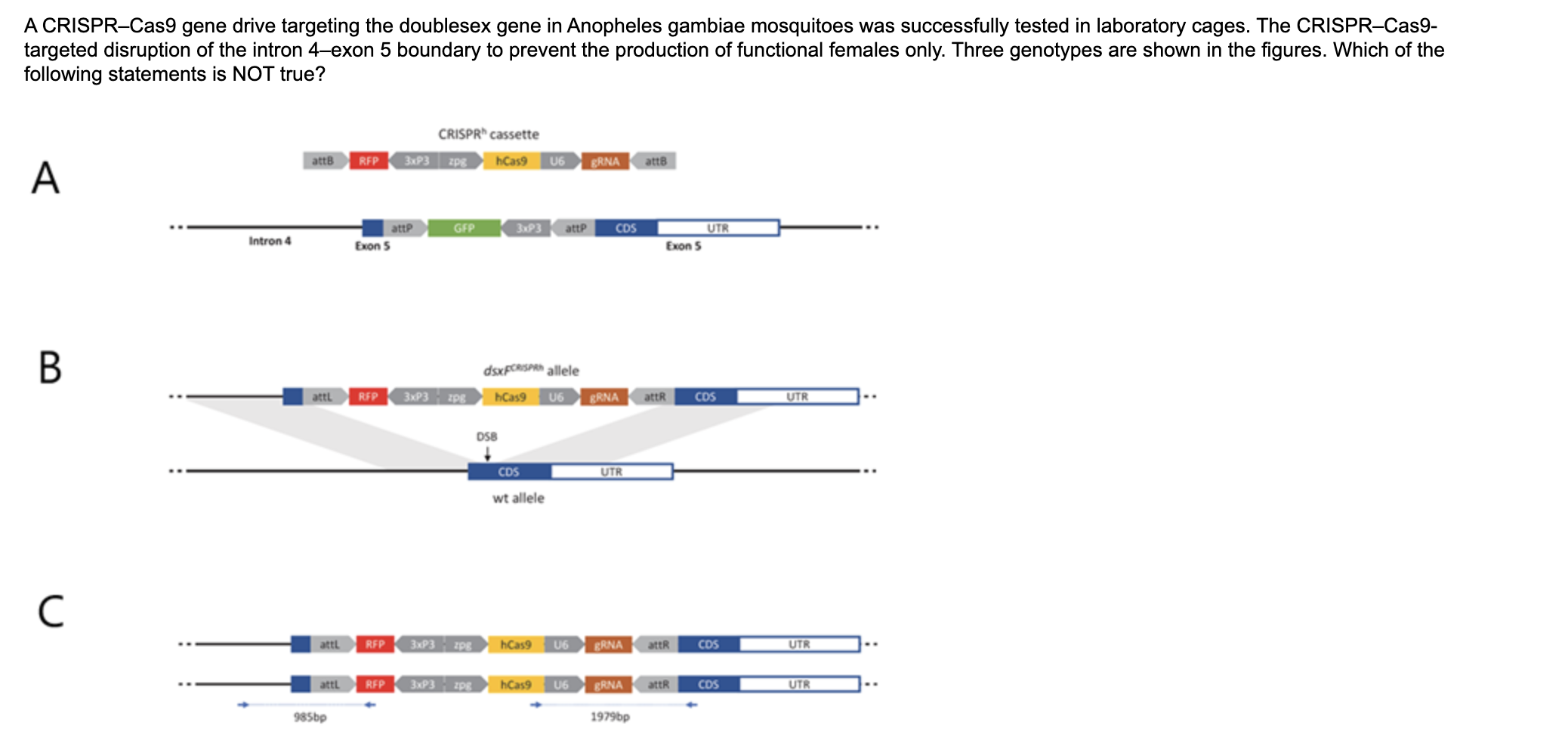 Solved A Crispr Cas9 Gene Drive Targeting The Doublesex Gene