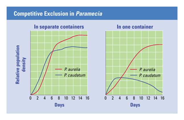 Solved Competitive Exclusion in Paramecia In separate | Chegg.com