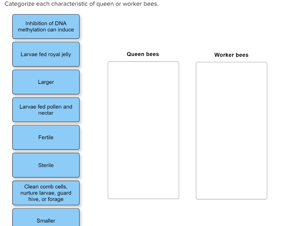 Solved Categorize each characteristic of queen or worker | Chegg.com Solved Categorize each characteristic of queen or worker | Chegg.com