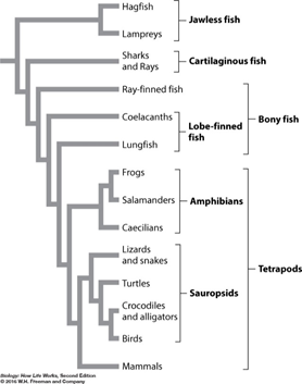 Solved Refer to the cladogram above. The taxon "fish" | Chegg.com