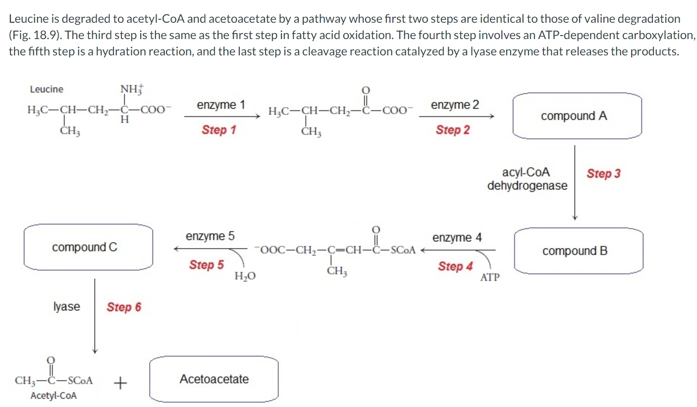 Solved Leucine is degraded to acetyl-CoA and acetoacetate by | Chegg.com