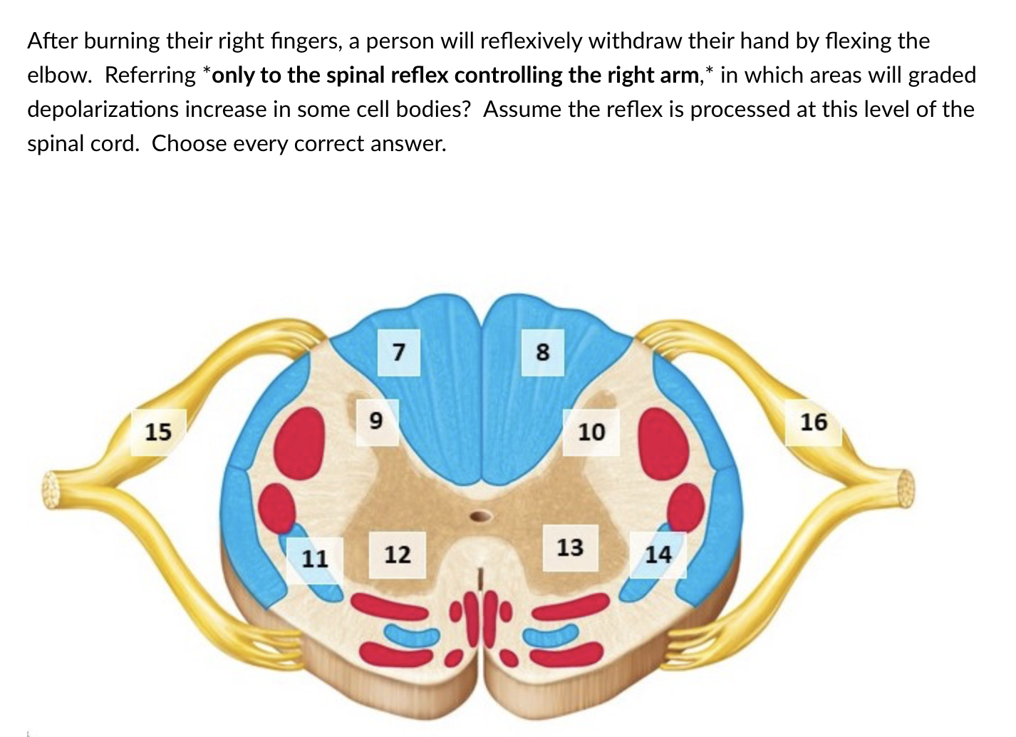 After burning their right fingers, a person will | Chegg.com