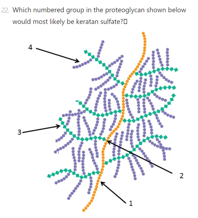 Solved which numbered group in the proteoglycan shown below | Chegg.com
