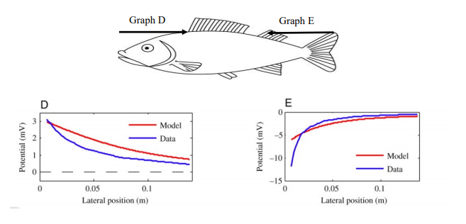 Solved Weakly-electric fish characterize the environment in | Chegg.com
