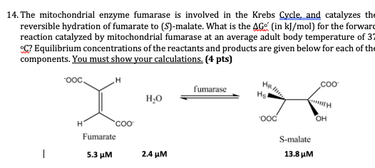 Solved 14. The mitochondrial enzyme fumarase is involved in | Chegg.com