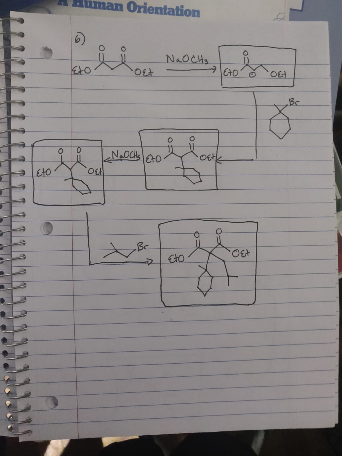 Solved Human Orientation NaOCH3 Eto O Eto OG „Br 8 NaOcts | Chegg.com