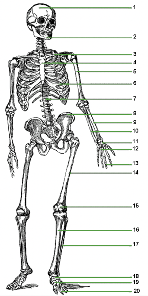 Human Skeleton Diagram Unlabeled