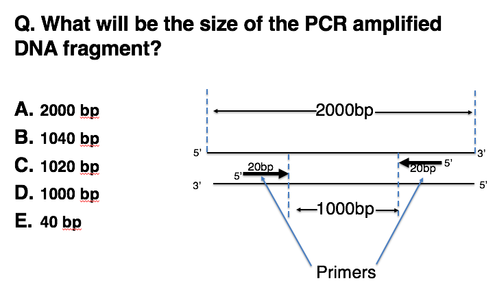 Solved how do i figure out what the size of the PCR | Chegg.com