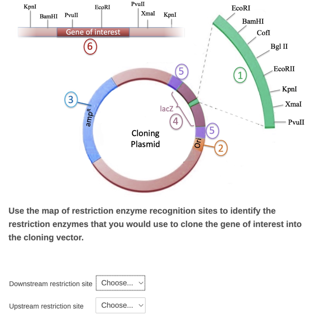 Solved Use the map of restriction enzyme recognition sites | Chegg.com