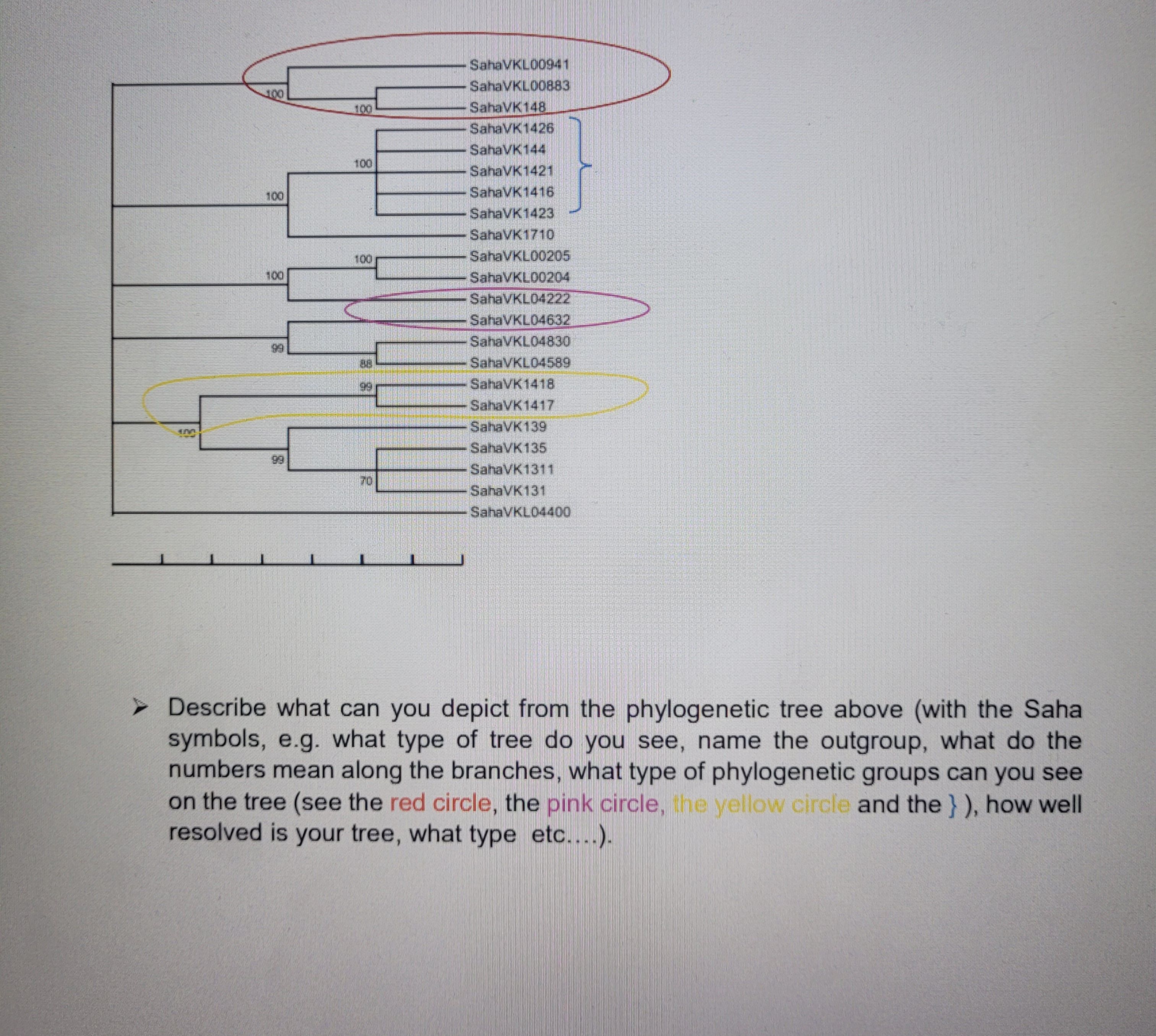 Solved Describe what can you depict from the phylogenetic | Chegg.com