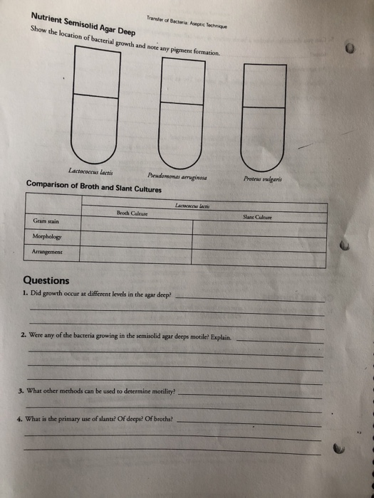 Solved Transler of Bacteria Aseptic Technique Nutrient | Chegg.com