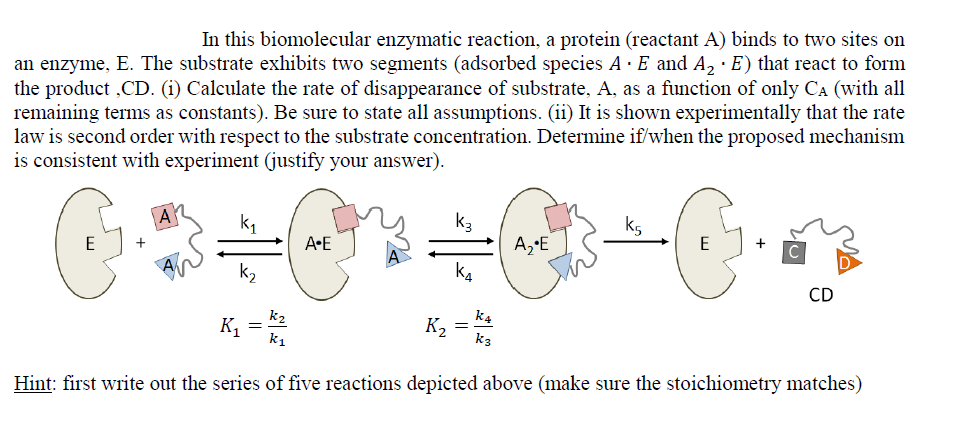 Solved In this biomolecular enzymatic reaction, a protein | Chegg.com
