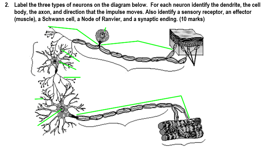Solved Label the three types of neurons on the diagram | Chegg.com