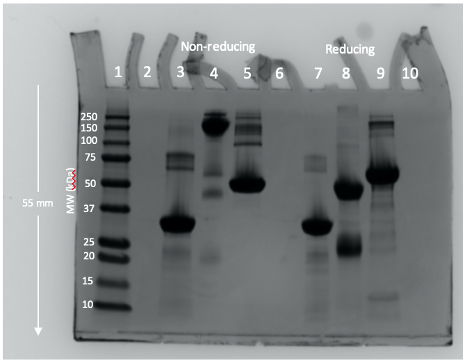 Solved Gel: 8-16% 4. How many significant proteins bands do | Chegg.com