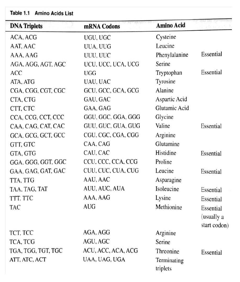 Solved 4) Because protein synthesis occurs outside of the | Chegg.com