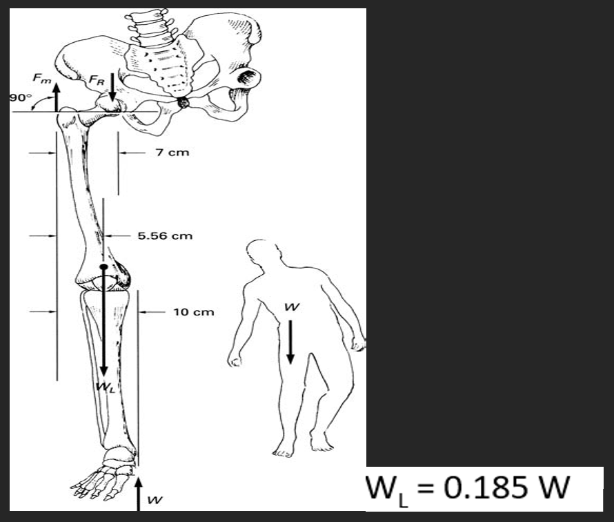 Solved Persons who have an injured hip limp by leaning | Chegg.com