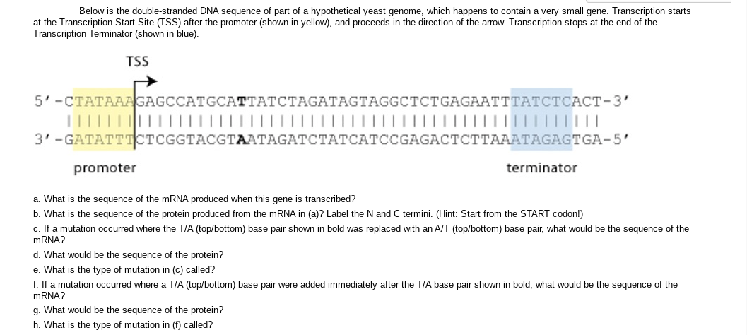Solved Below is the double-stranded DNA sequence of part of | Chegg.com