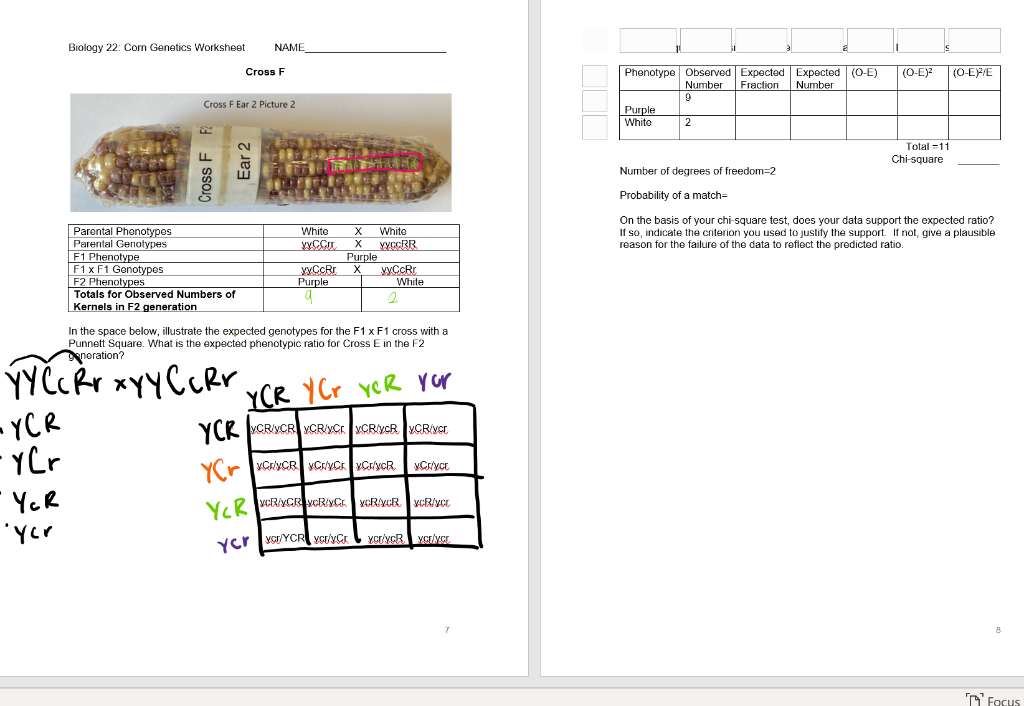 Solved Biology 22: Com Genetics Worksheet NAME Cross F | Chegg.com
