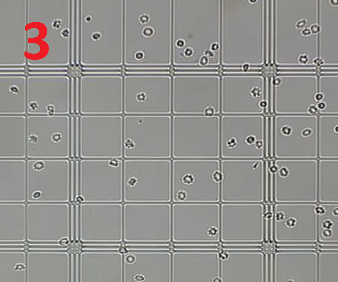 PART ONE. Hemocytometer Cell Count A. Count the | Chegg.com