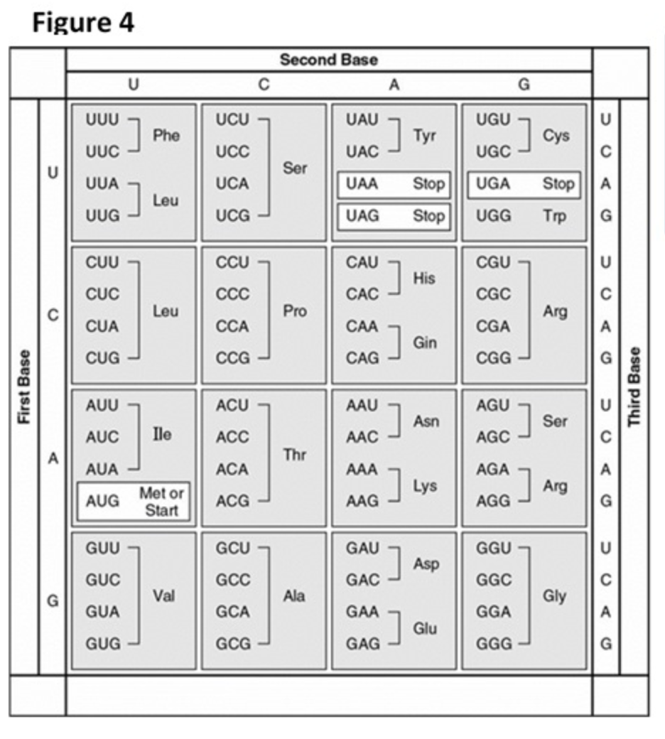 Solved An mRNA is expressed that begins with the sequence | Chegg.com