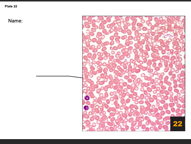 Solved Plate 41 Name all structures: 41 Plate 40 Name all | Chegg.com