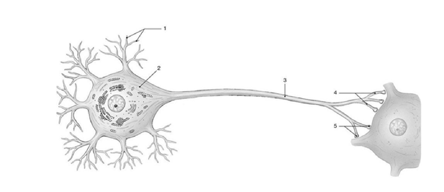 Solved Label the neuron diagram | Chegg.com