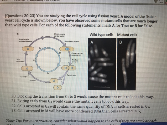 Solved [Questions 20-23] You are studying the cell cycle | Chegg.com