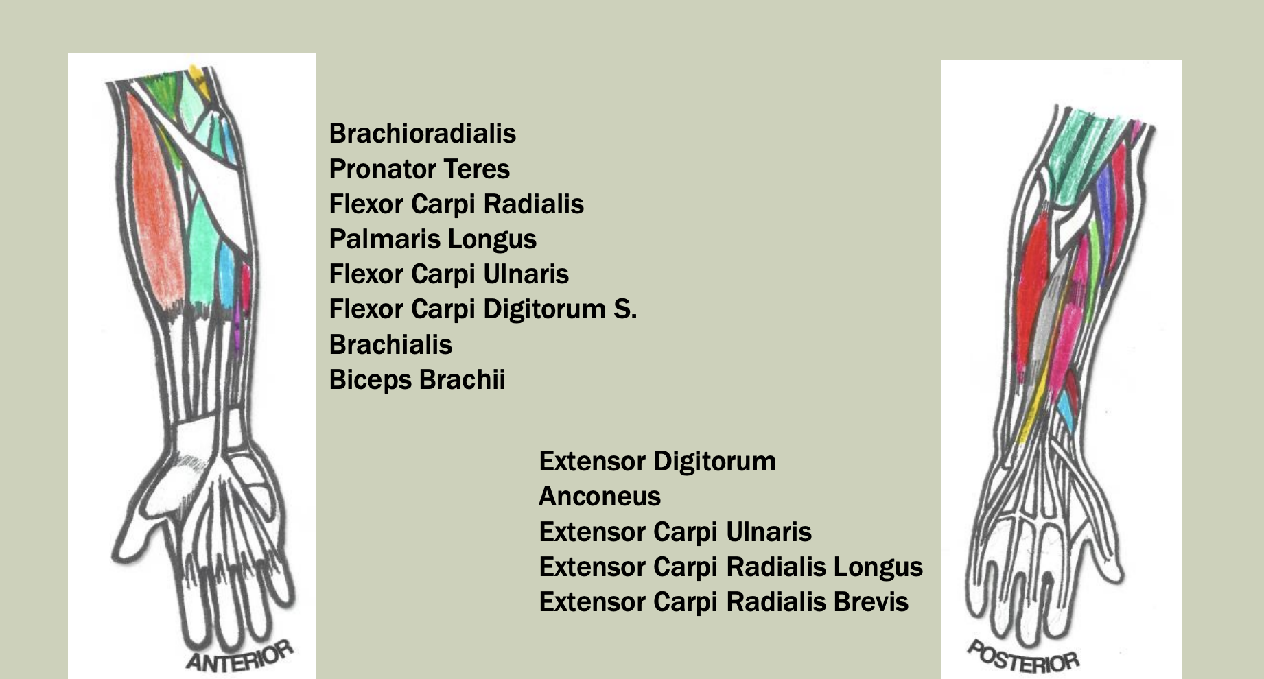 Solved Brachioradialis Pronator Teres Flexor Carpi Radialis | Chegg.com