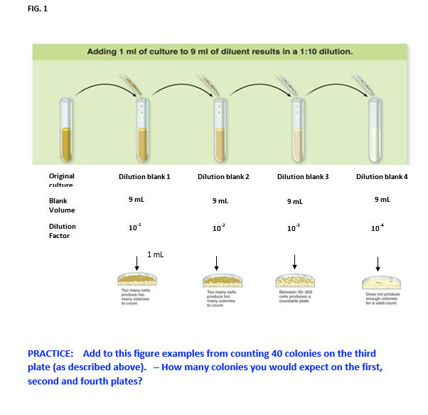 Solved Standard Plate Count Assessment The first three | Chegg.com