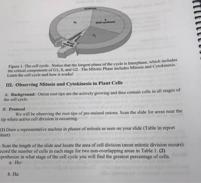 Solved (DNA synthesls) Figure 1. The cell cycle. Notice that | Chegg.com