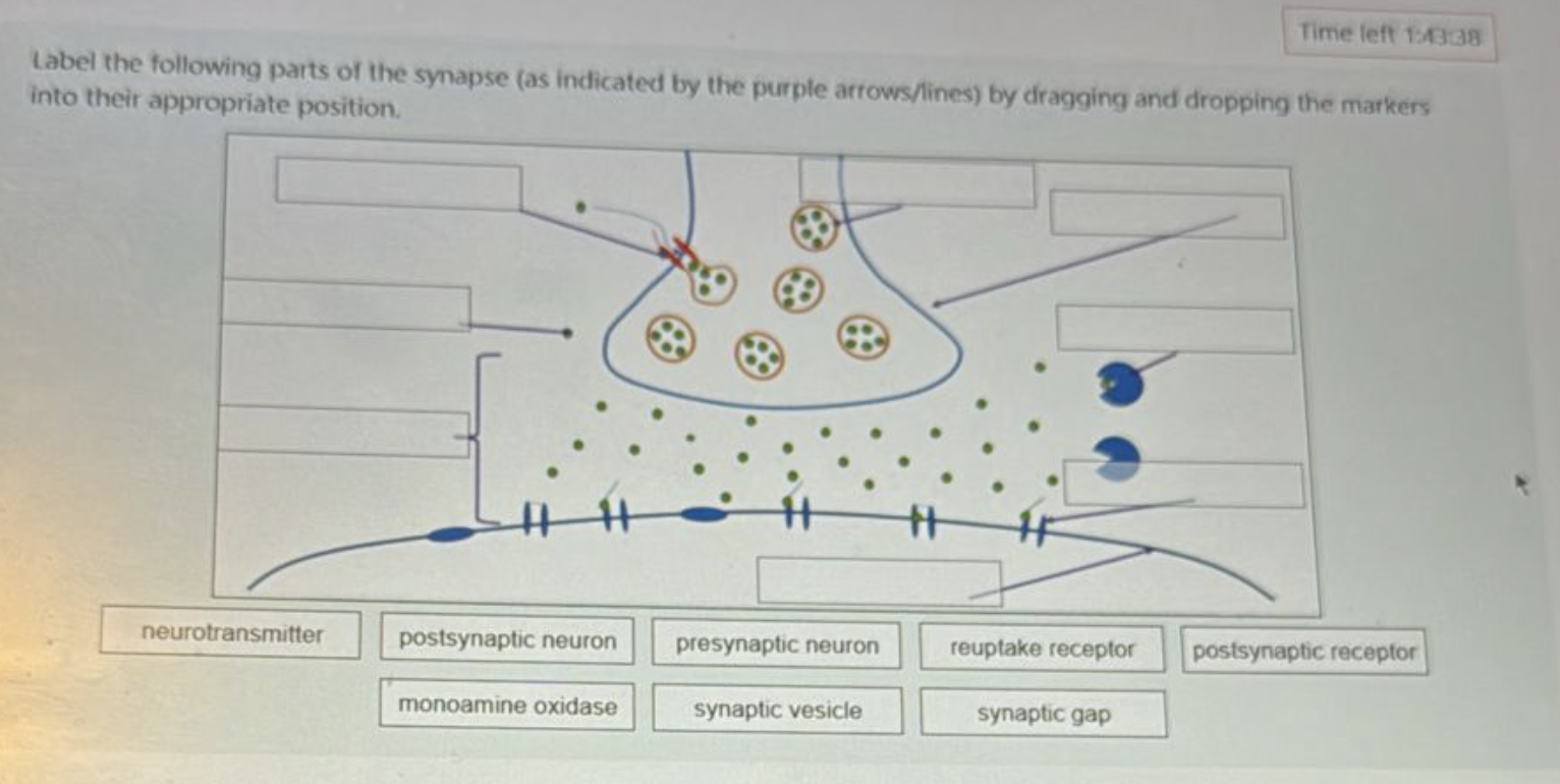Solved Label the following parts of the synapse (as | Chegg.com