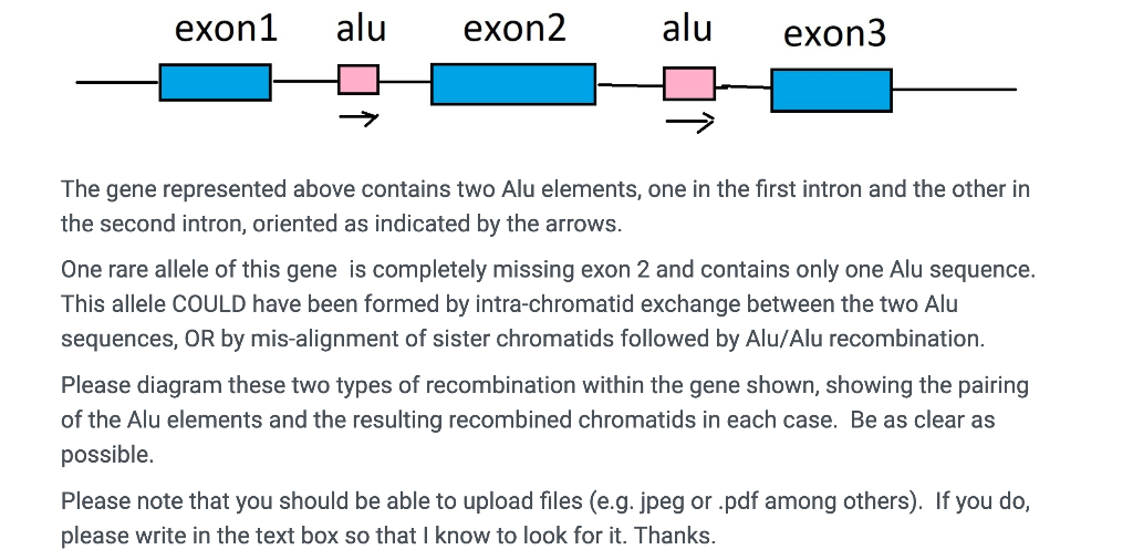 exon1 alu exon2 alu exon3 The gene represented above | Chegg.com