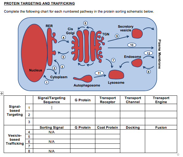 Solved PROTEIN TARGETING AND TRAFFICKING Complete the | Chegg.com