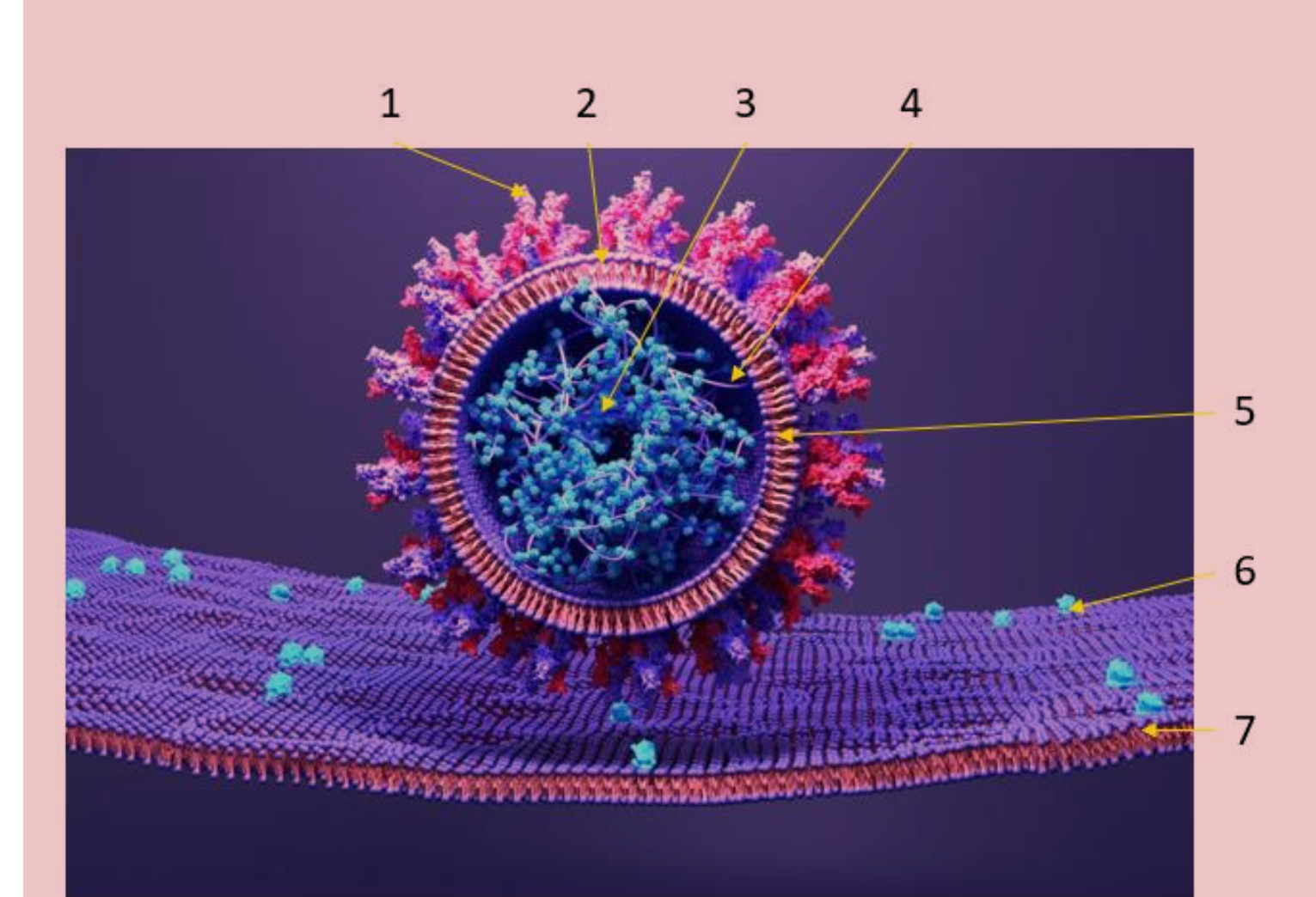 Solved The diagram shows a SARS-CoV2 viral particle about to | Chegg.com
