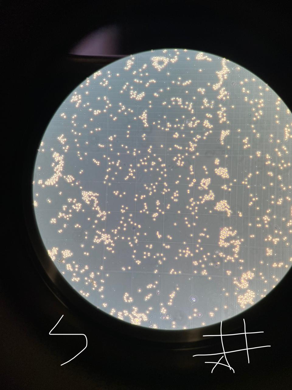 Solved Counting trypsinized cells (with 5% & 10% ethanol) on | Chegg.com