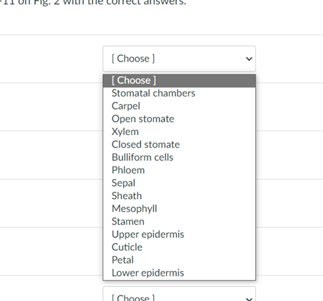 Solved Fig. 2. Transverse section of a Corn leaf (Monocot | Chegg.com