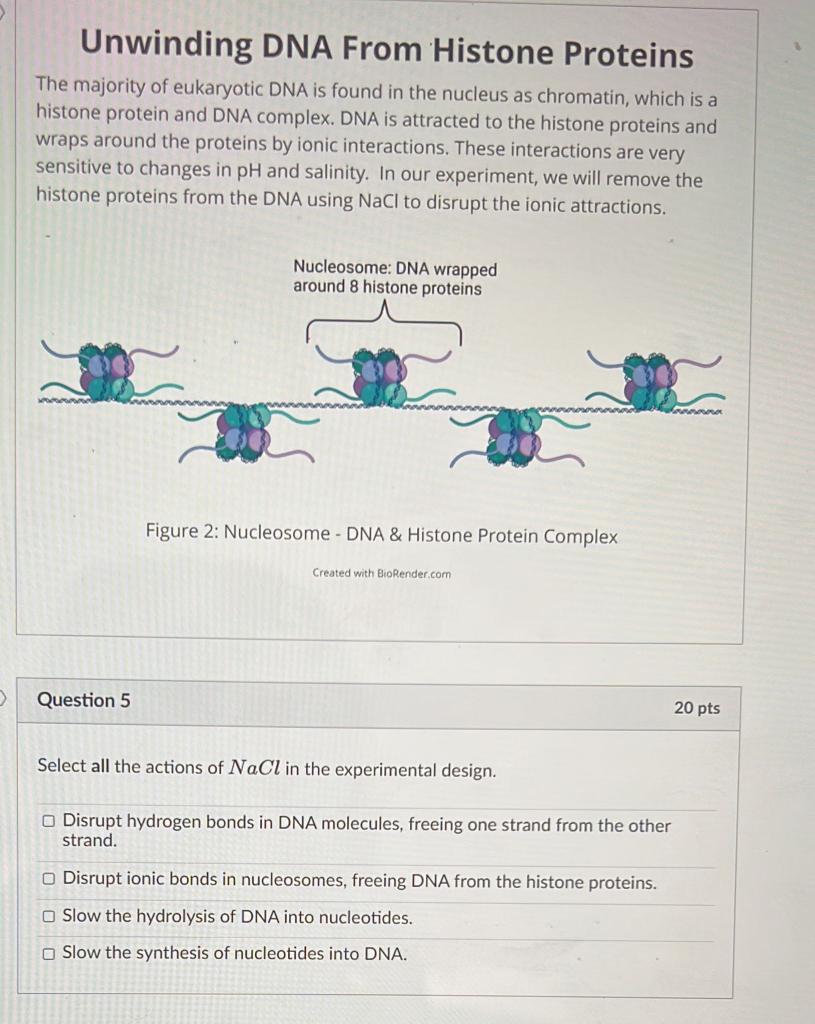 Solved DNA in Eukaryotes DNase activity. Once the DNA is | Chegg.com
