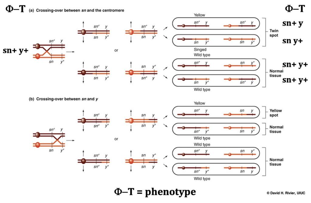 Solved Φ−T (a) Crossing-over between sn and the centromere | Chegg.com