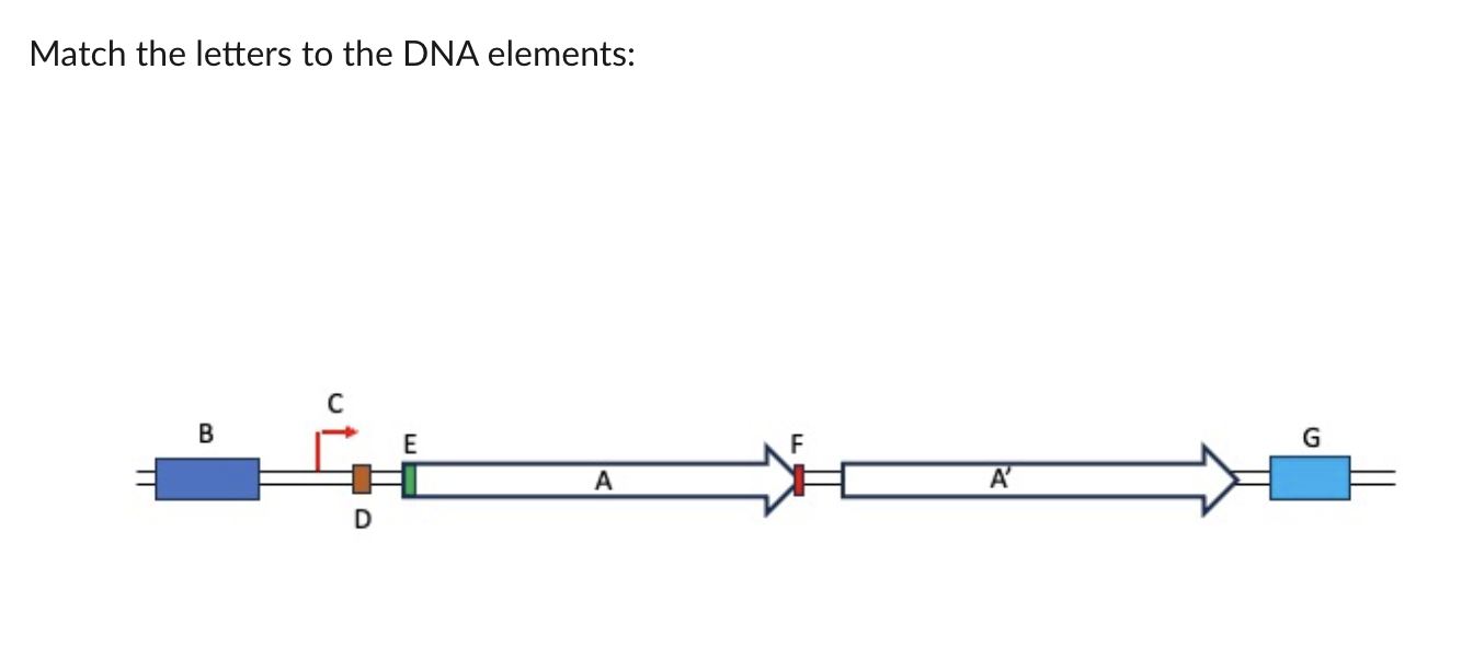 Solved Match the letters to the DNA elements:Which elements | Chegg.com