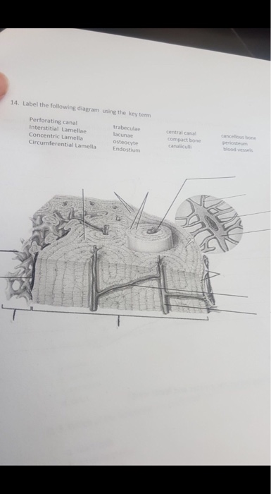 Solved 14. Label the following diagram using the key term | Chegg.com